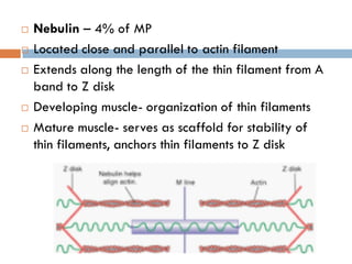 Muscle-strcuture.pdf in which ultrastructure of skeletal muscle is ...