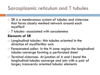 Muscle-strcuture.pdf in which ultrastructure of skeletal muscle is ...