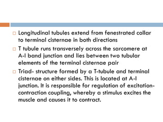 Muscle-strcuture.pdf in which ultrastructure of skeletal muscle is ...