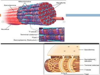 Muscle-strcuture.pdf in which ultrastructure of skeletal muscle is ...