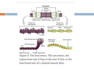 Muscle-strcuture.pdf in which ultrastructure of skeletal muscle is ...