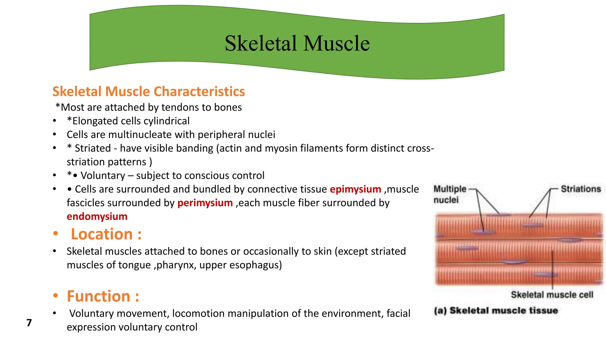 Muscle-Tissues-Lab-12م.-رشا-محمد-شاكر.pdf