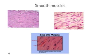 Muscle-Tissues-Lab-12م.-رشا-محمد-شاكر.pdf
