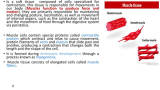 Muscle-Tissues-Lab-12م.-رشا-محمد-شاكر.pdf