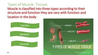 Muscle-Tissues-Lab-12م.-رشا-محمد-شاكر.pdf