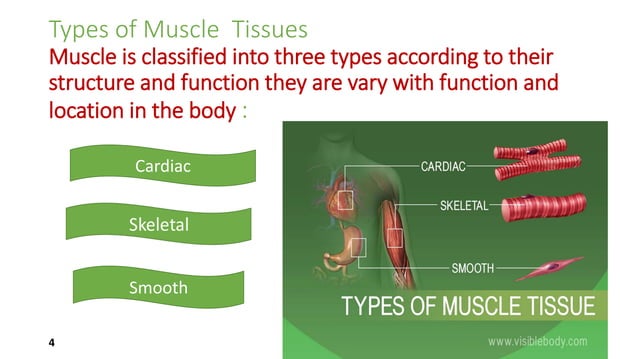 Muscle-Tissues-Lab-12م.-رشا-محمد-شاكر.pdf
