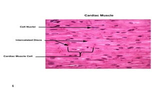 Muscle-Tissues-Lab-12م.-رشا-محمد-شاكر.pdf