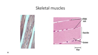 Muscle-Tissues-Lab-12م.-رشا-محمد-شاكر.pdf