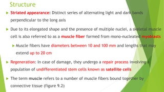 Muscle 1.ppt
