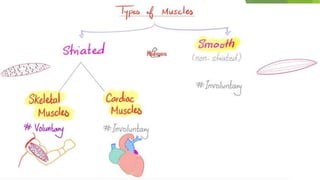 Muscle 1.ppt