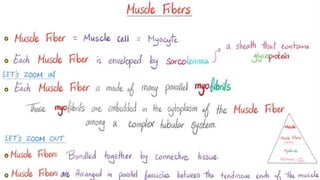 Muscle 1.ppt