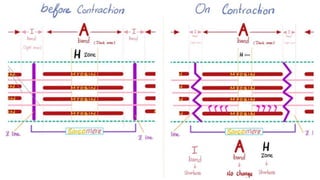 Muscle 1.ppt