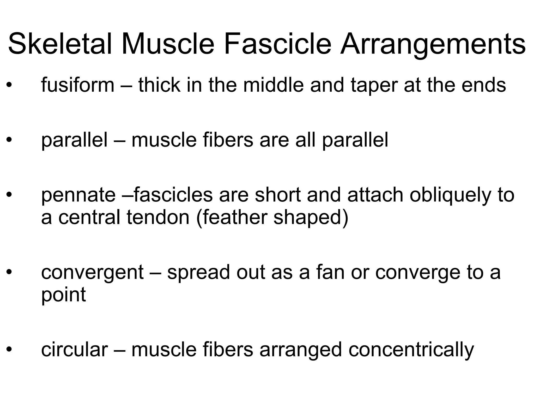 Muscle BSC ZOOLOGY, FUNCTIONS, PROPERTIES, TYPES | PPTX