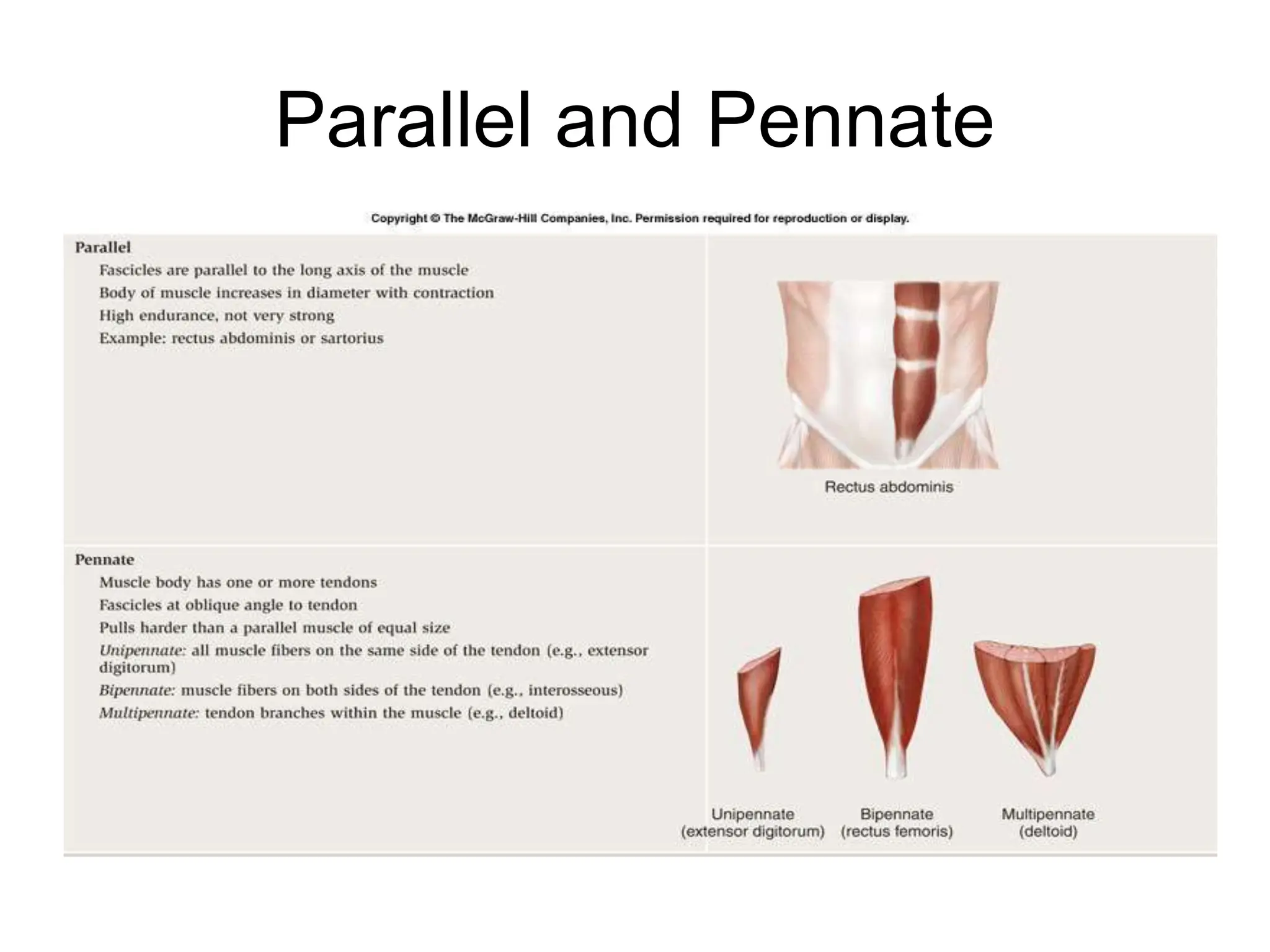 Muscle BSC ZOOLOGY, FUNCTIONS, PROPERTIES, TYPES | PPTX