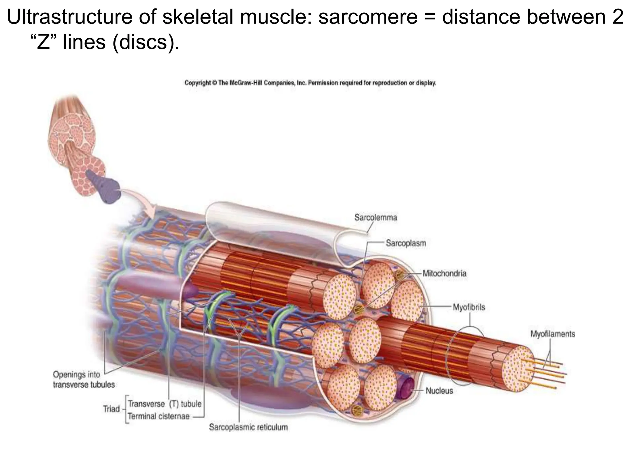 Muscle BSC ZOOLOGY, FUNCTIONS, PROPERTIES, TYPES | PPTX