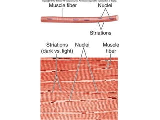 Muscle BSC ZOOLOGY, FUNCTIONS, PROPERTIES, TYPES | PPTX