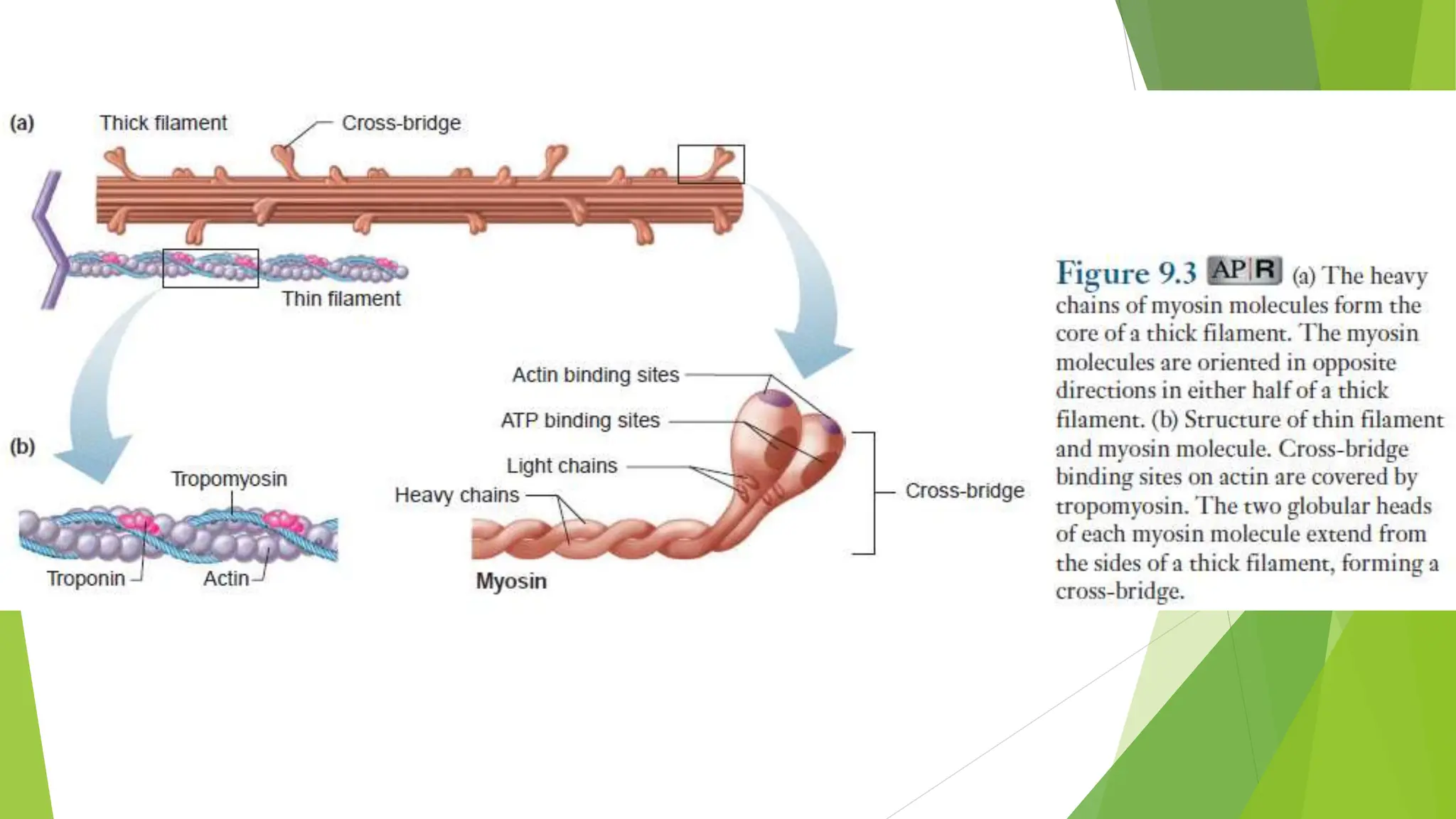 Muscle structure and physiology of muscle contractions, types of muscle ...