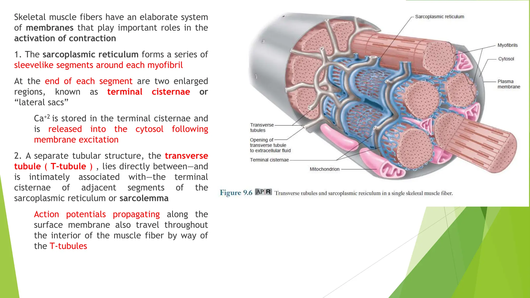 Muscle structure and physiology of muscle contractions, types of muscle ...