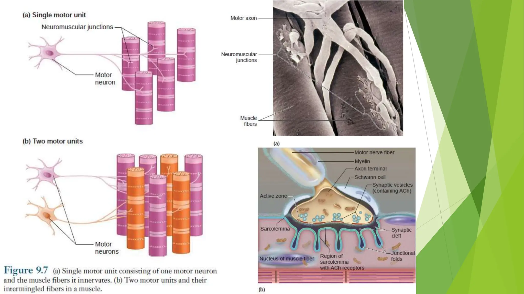 Muscle structure and physiology of muscle contractions, types of muscle ...