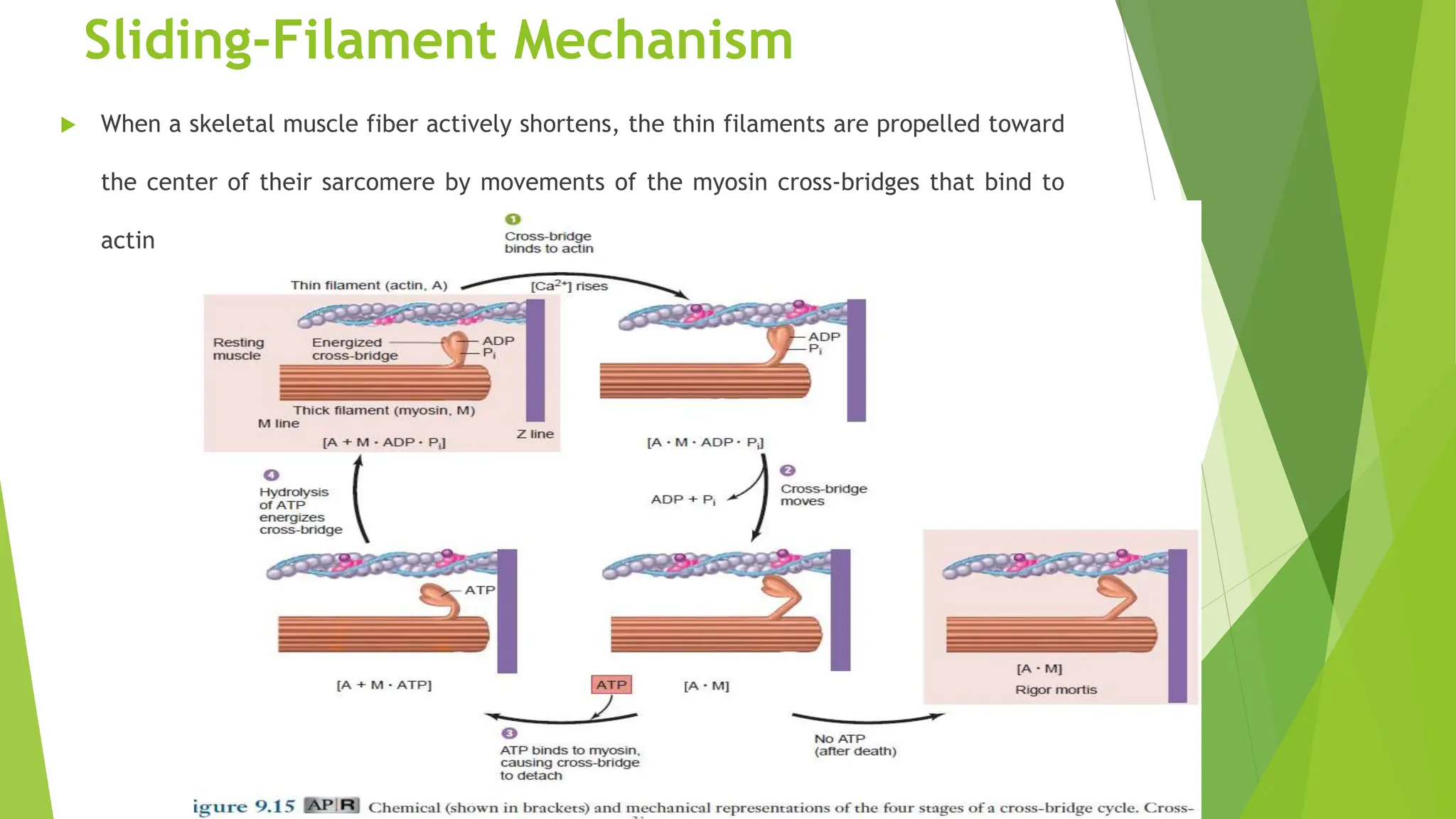 Muscle structure and physiology of muscle contractions, types of muscle ...