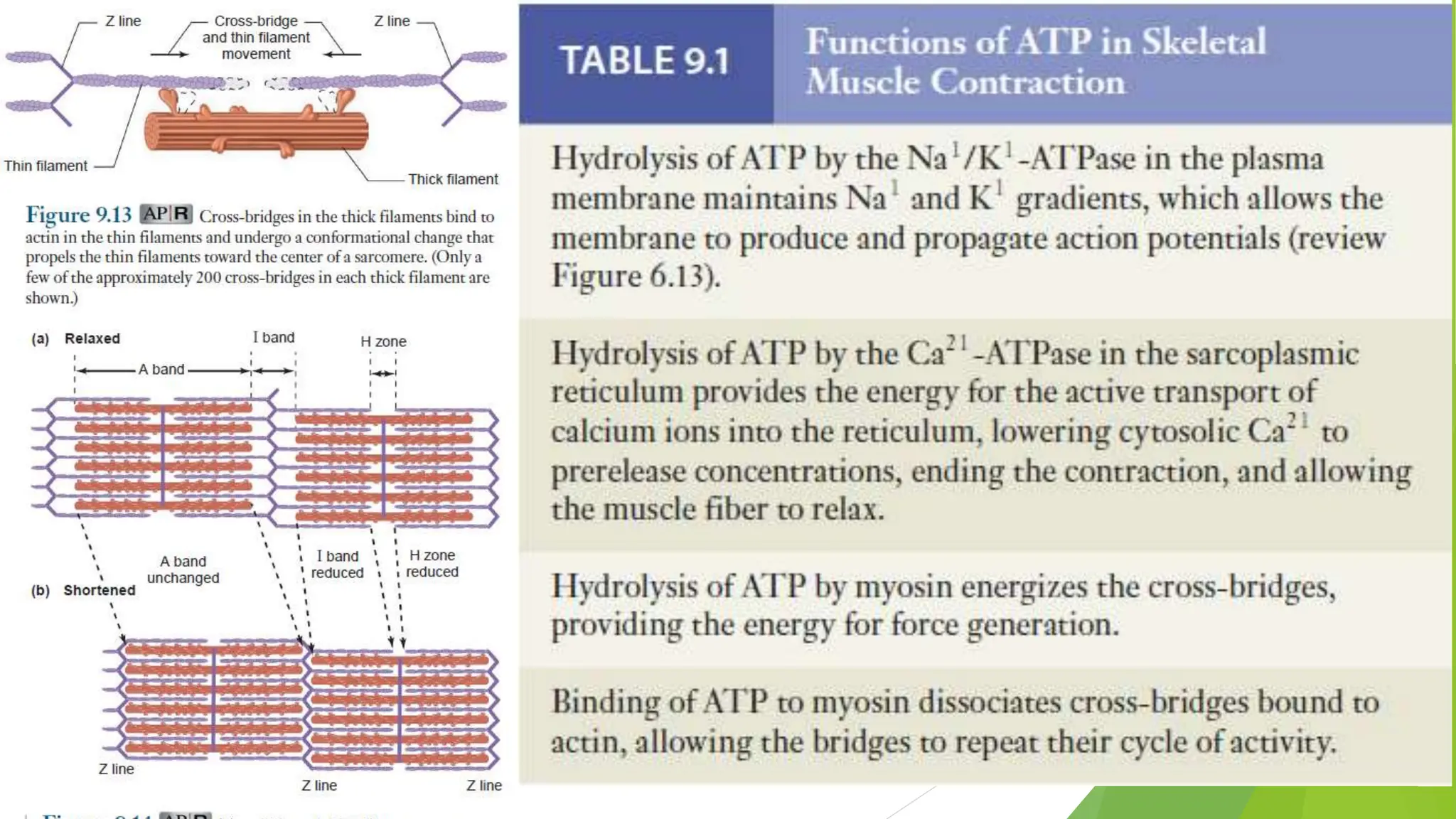 Muscle structure and physiology of muscle contractions, types of muscle ...