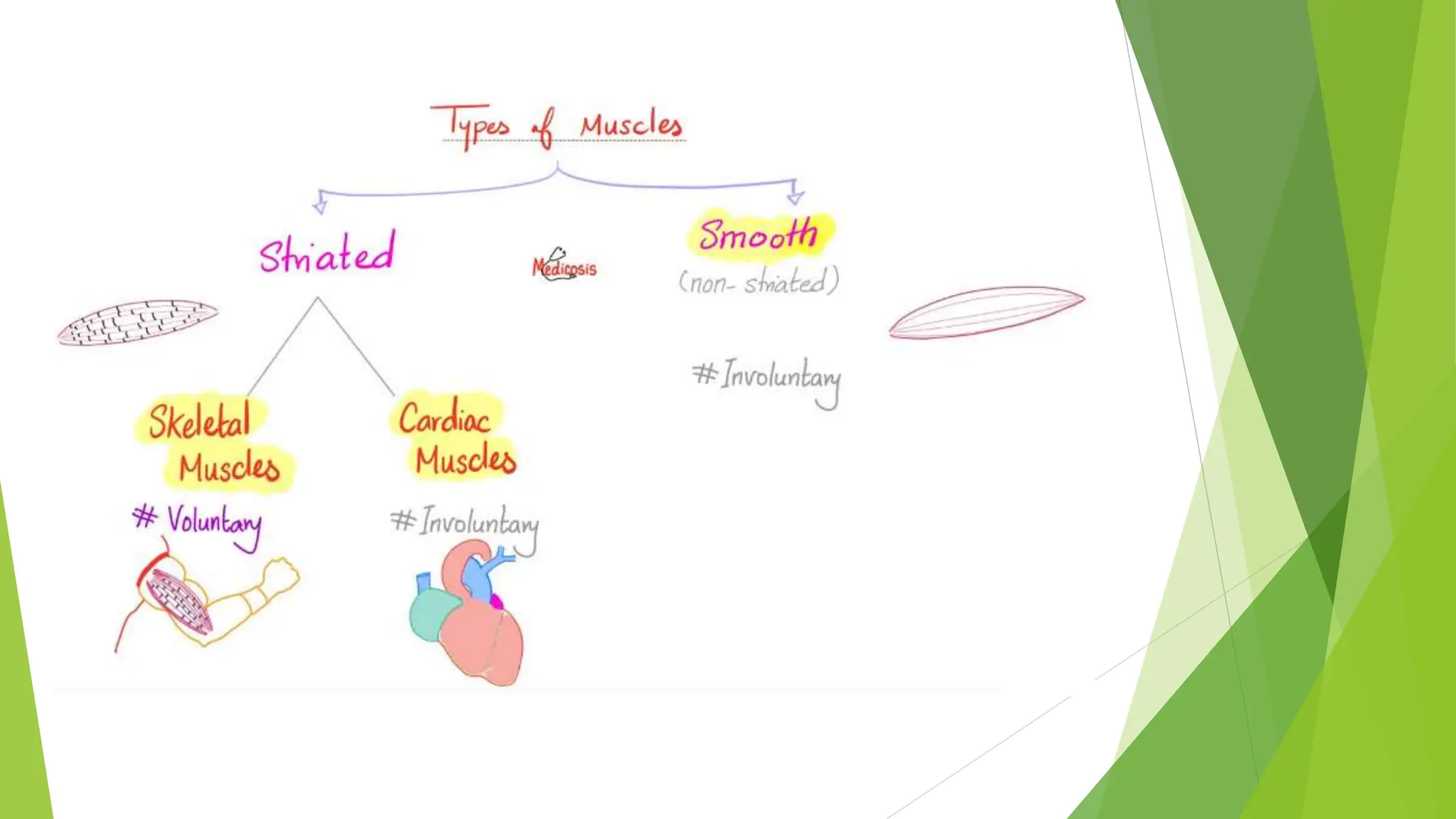 Muscle structure and physiology of muscle contractions, types of muscle ...