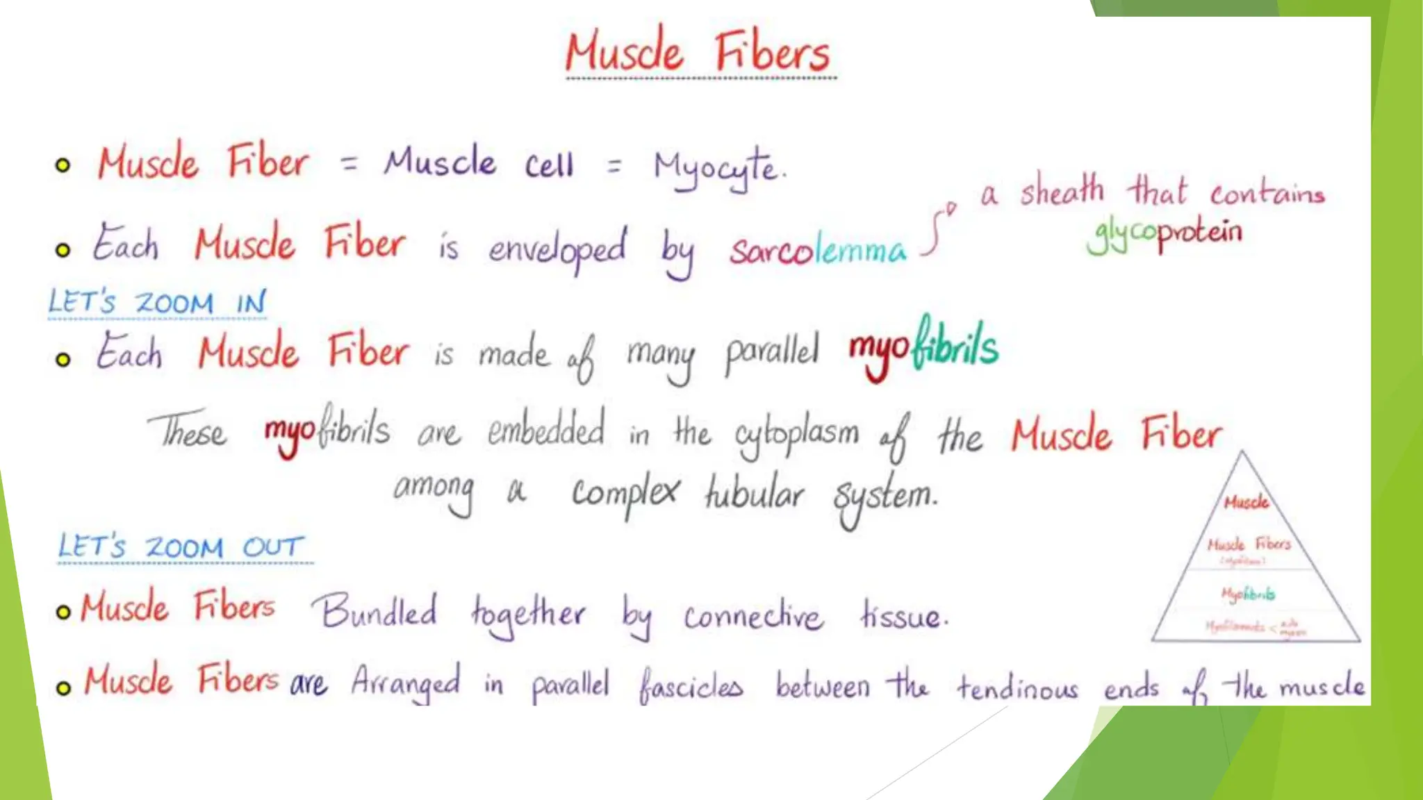Muscle structure and physiology of muscle contractions, types of muscle ...