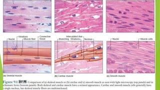 Muscle structure and physiology of muscle contractions, types of muscle ...
