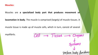 Muscle structure and physiology of muscle contractions, types of muscle ...