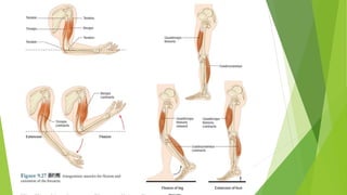 Muscle structure and physiology of muscle contractions, types of muscle ...
