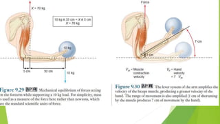 Muscle structure and physiology of muscle contractions, types of muscle fibres | PPTX
