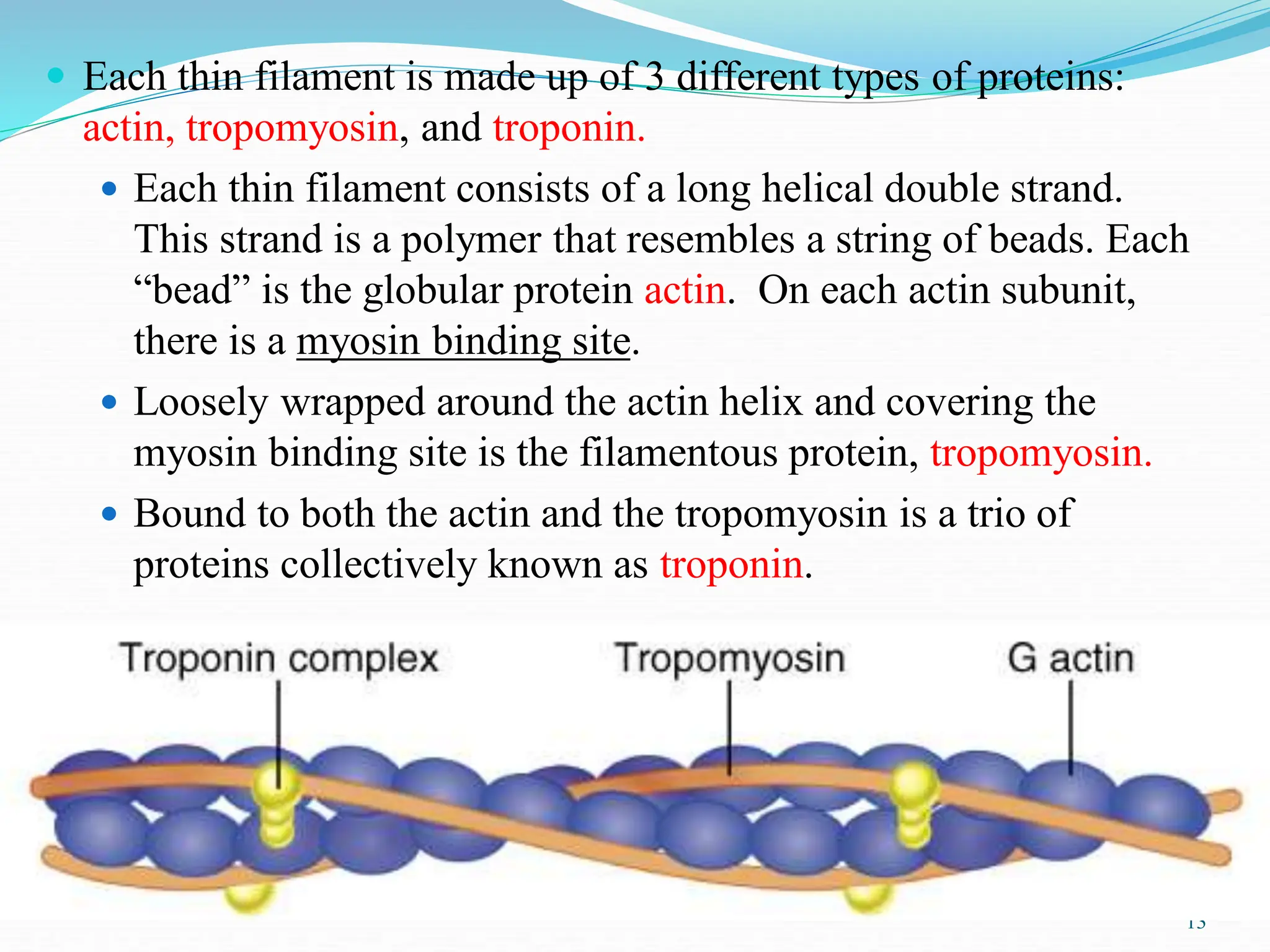 Muscle (1).pdf physiology of the muscle | PDF