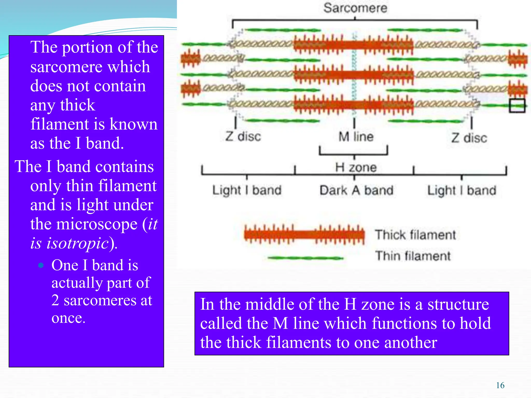 Muscle (1).pdf physiology of the muscle | PDF