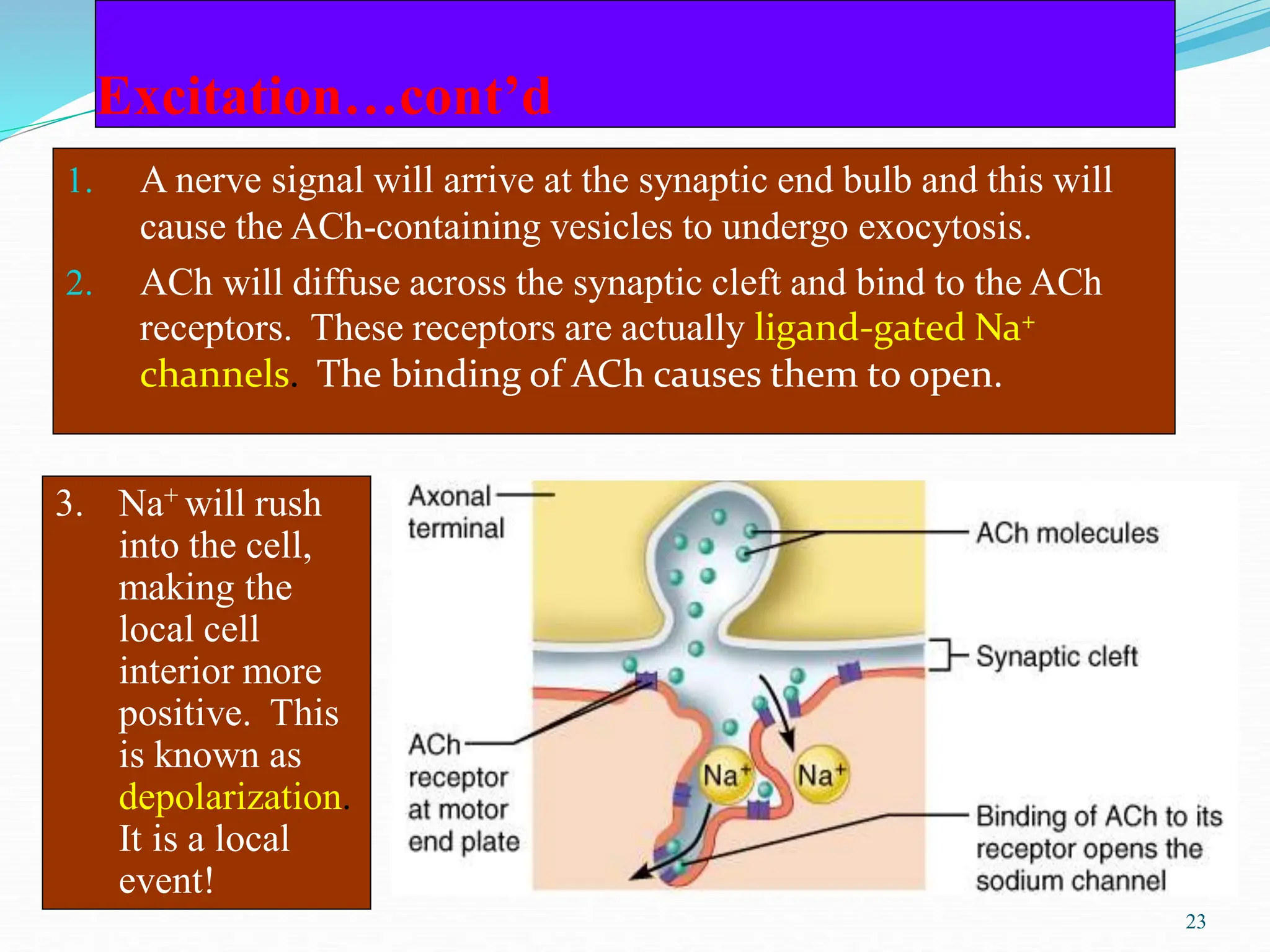 Muscle (1).pdf physiology of the muscle | PDF
