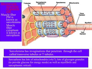 Muscle (1).pdf physiology of the muscle | PDF
