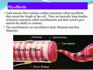 Muscle (1).pdf physiology of the muscle | PDF