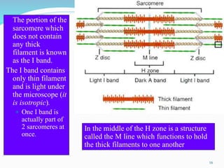 Muscle (1).pdf physiology of the muscle | PDF