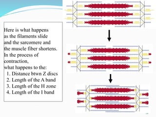 Muscle (1).pdf physiology of the muscle | PDF