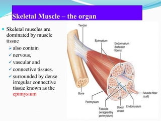 Muscle (1).pdf physiology of the muscle | PDF