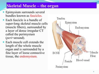 Muscle (1).pdf physiology of the muscle | PDF