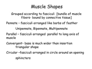 muscle11.ppt