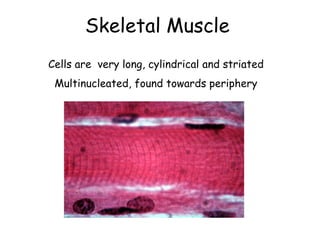 muscle11.ppt
