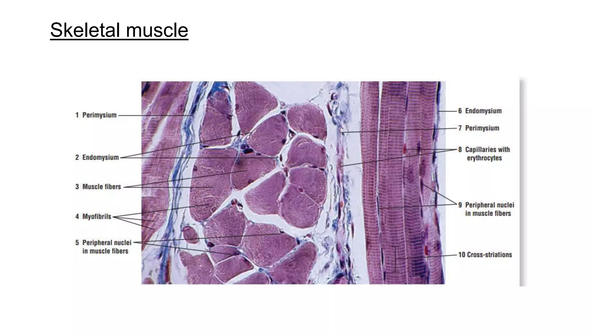 MUSCLE 19.01.pptx