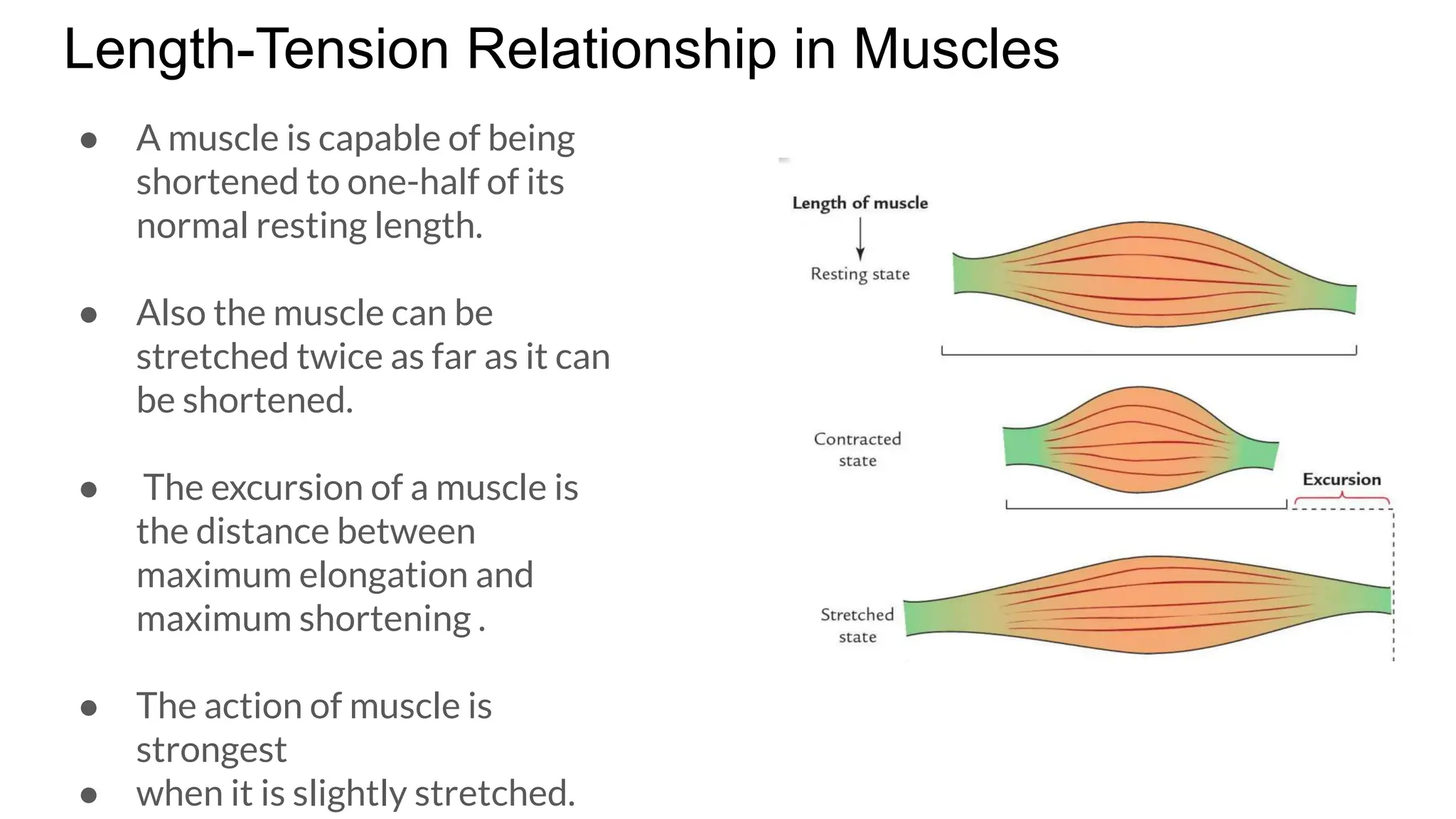 Muscle : it's type and.... Skeleton muscle intro | PDF