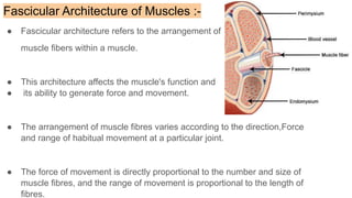 Muscle : it's type and.... Skeleton muscle intro | PDF