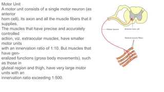 Muscle : it's type and.... Skeleton muscle intro | PDF