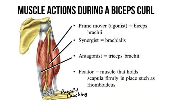 Muscle : it's type and.... Skeleton muscle intro | PDF