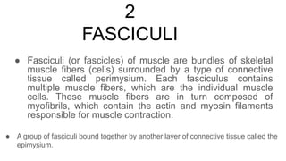 Muscle : it's type and.... Skeleton muscle intro | PDF