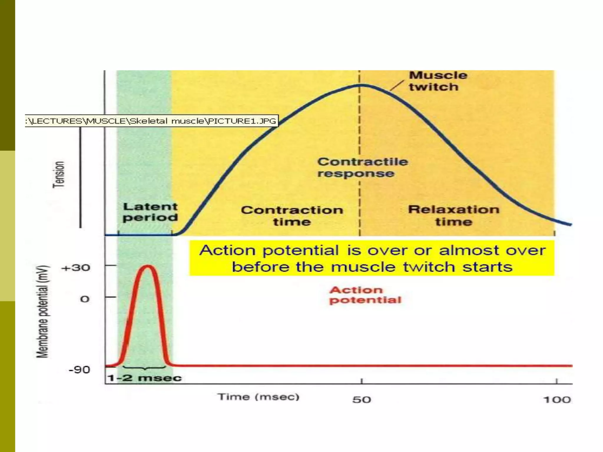 Excitation - Contraction coupling | PPTX