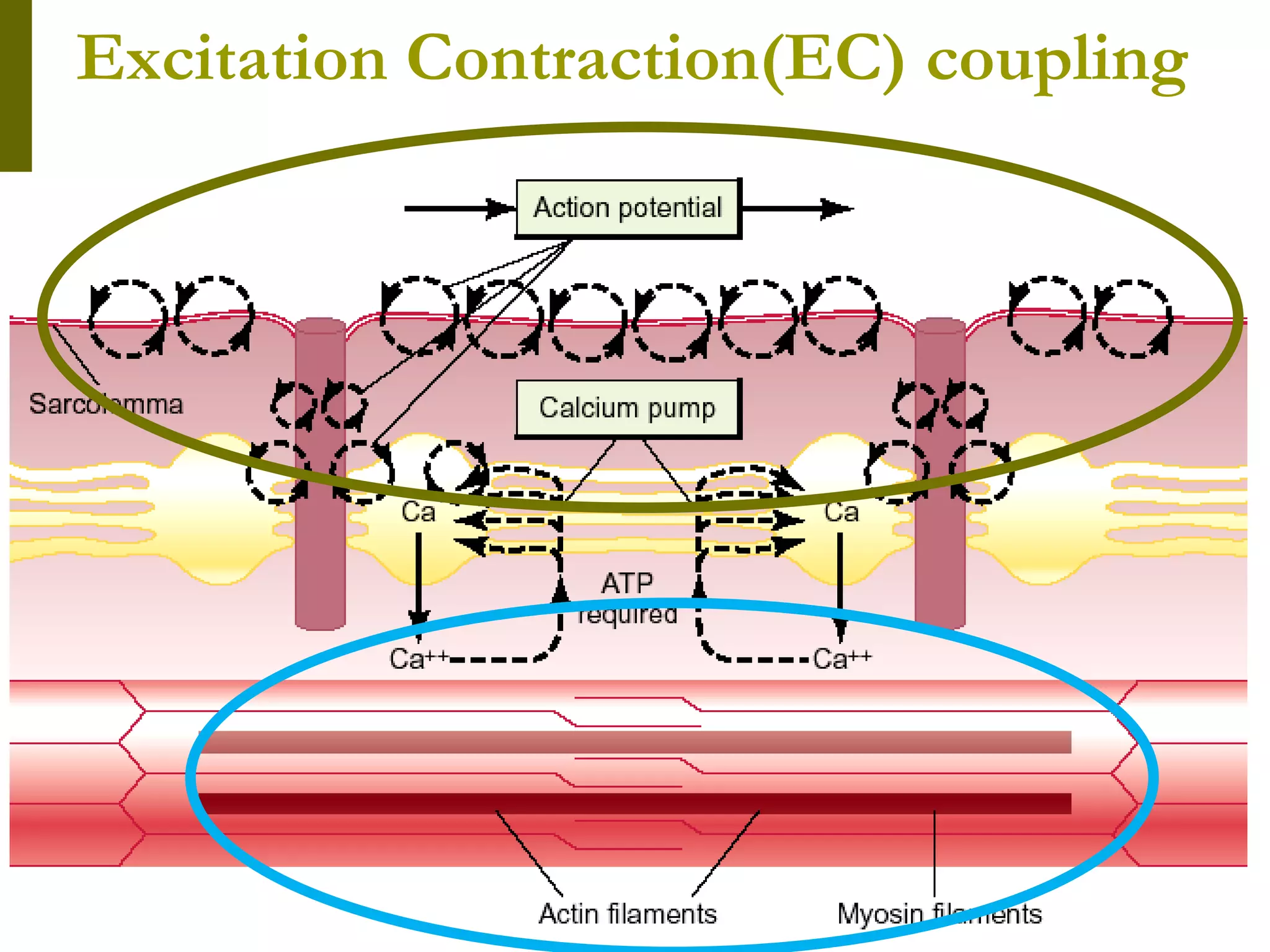 Excitation - Contraction coupling | PPTX